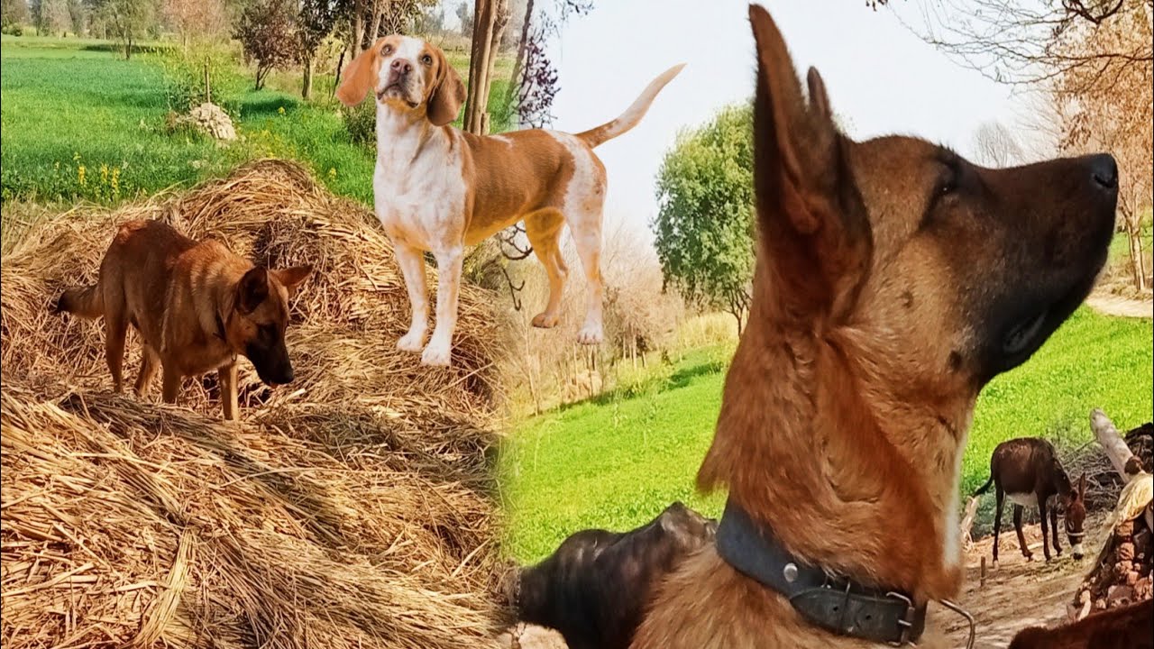 i Am Training My Dog |Best Breed|self Defense Best Breed Dog - YouTube