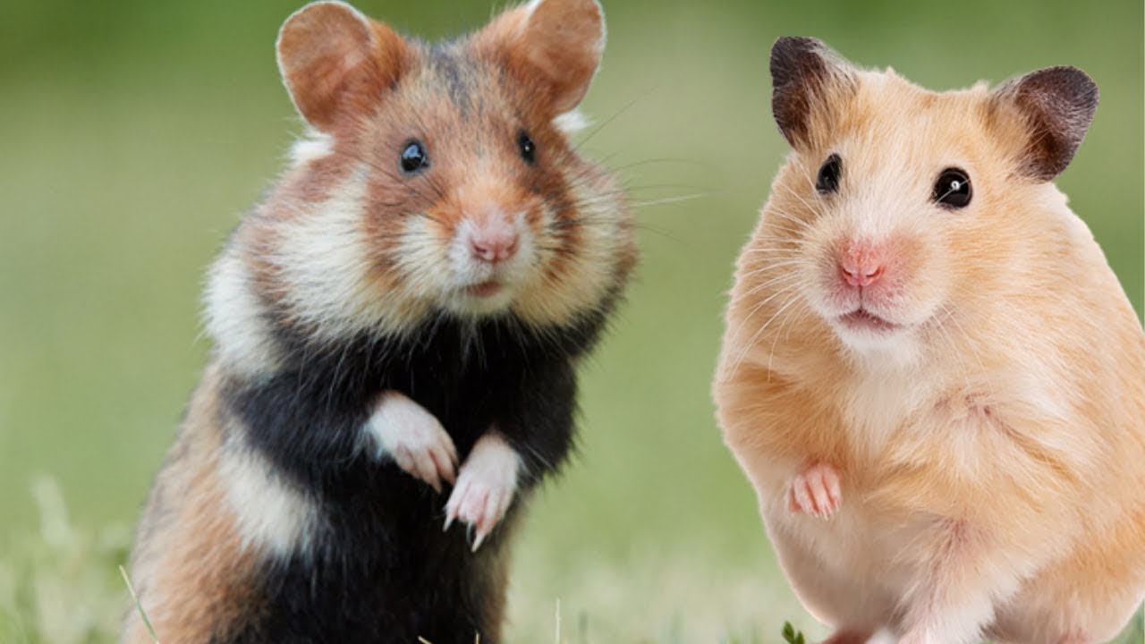 real sound of hamster - hamster sounds to make them come to you - YouTube