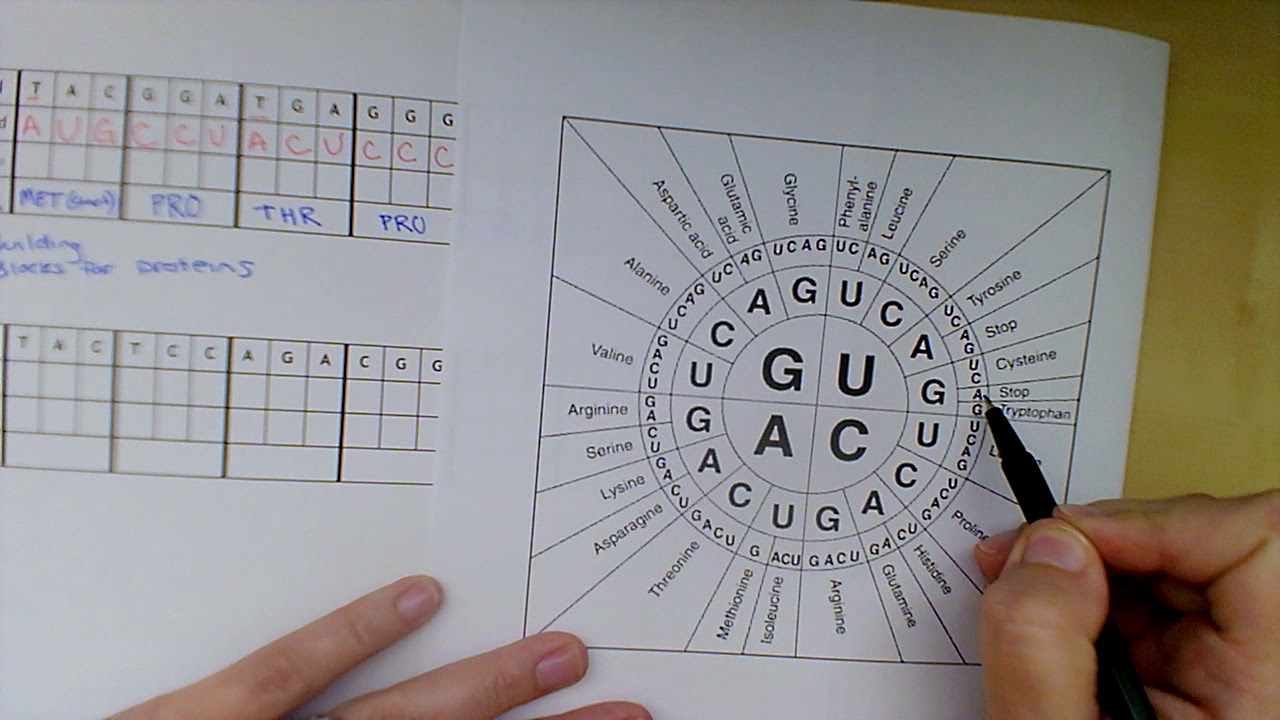 Transcription and Translation Practice Examples - YouTube