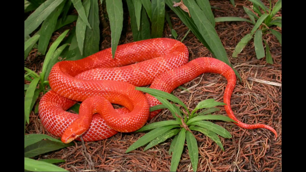 Dje g gjarpërin pastaj gjarpëri ia dje g shtëpinë - YouTube