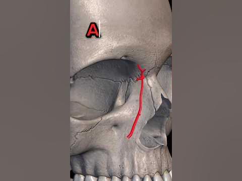 Angular Artery #mbbslife #utubeshorts #neet #viralshort #bones #anatomy ...