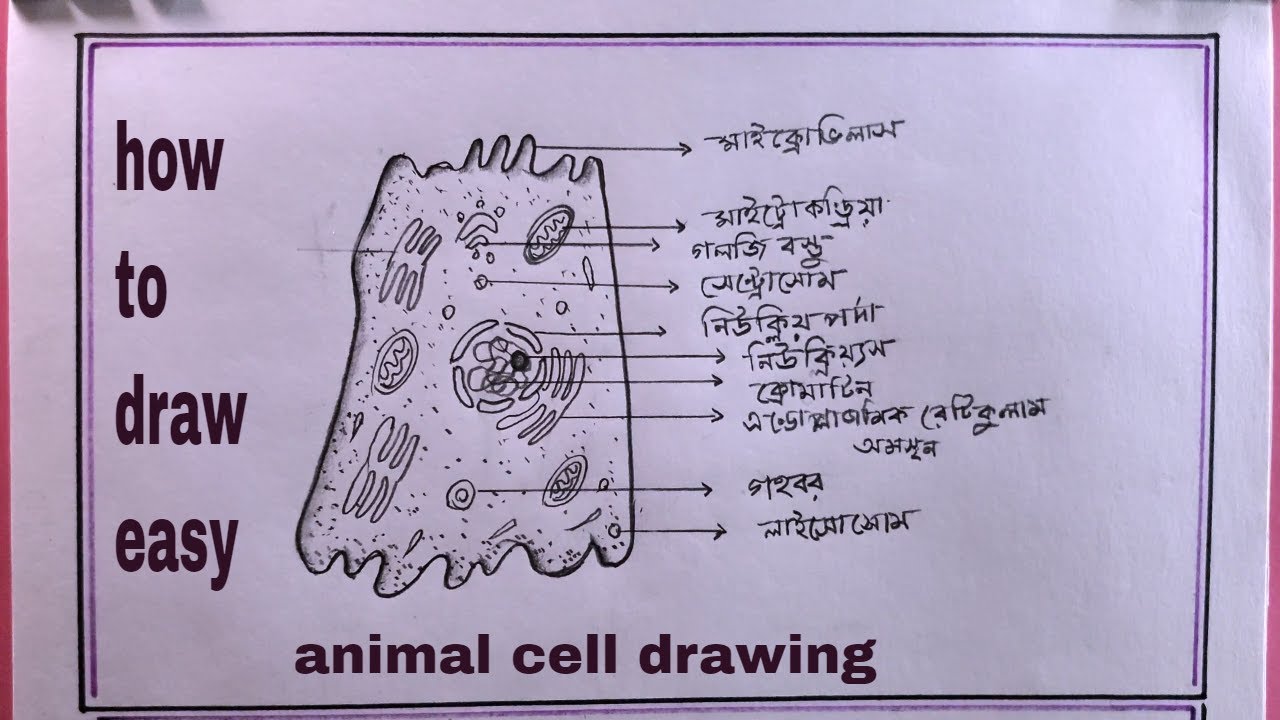 how to draw Animal cell easy/কিভাবে সহজে প্রাণী কোষ আঁকতে হয়/প্রাণী ...