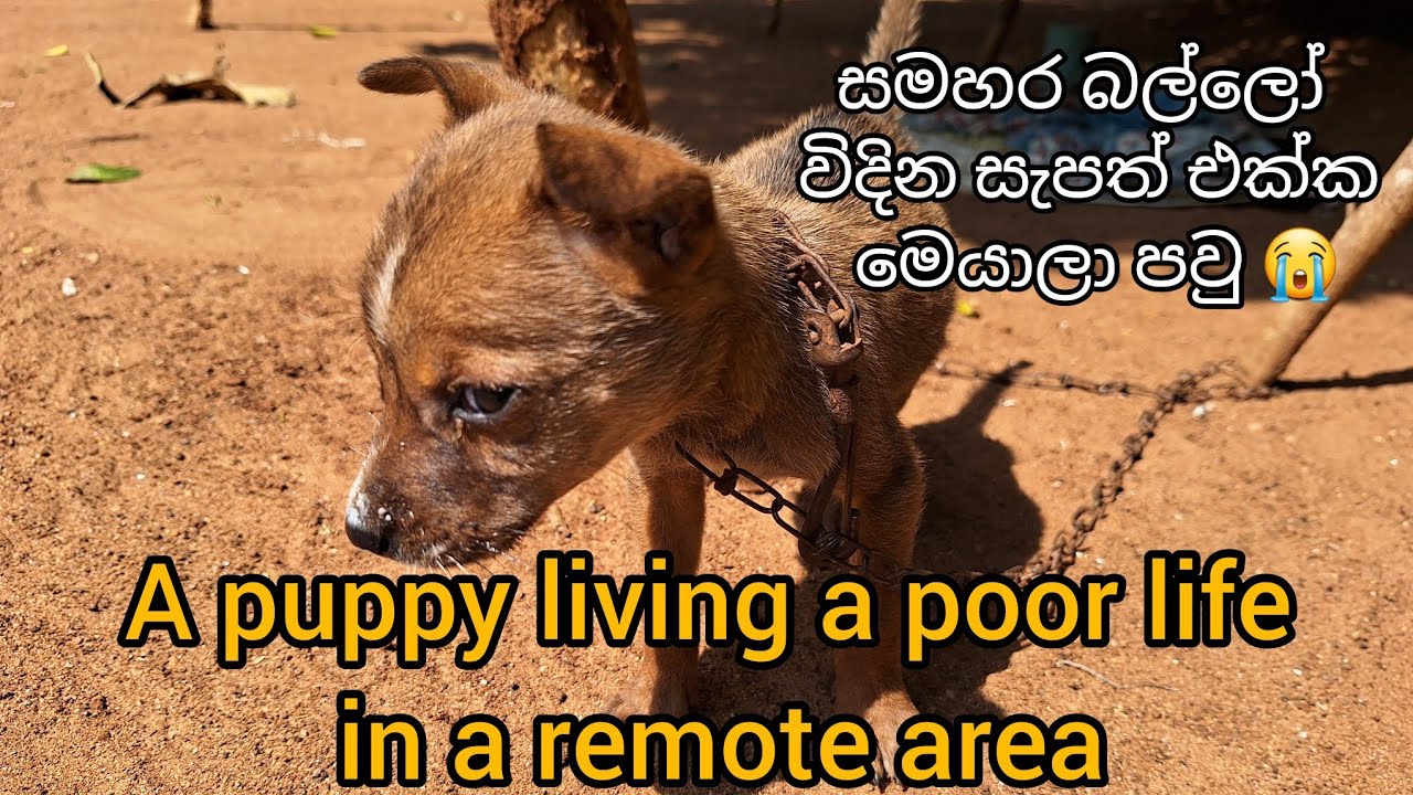 Poor puppy|A puppy living a poor life in a remote area|පවු එයා - YouTube