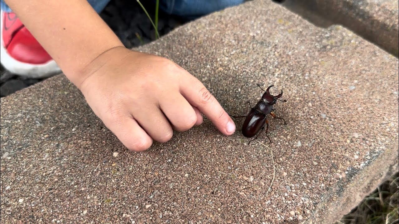 Giant Stag Beetle Rescue!! - YouTube
