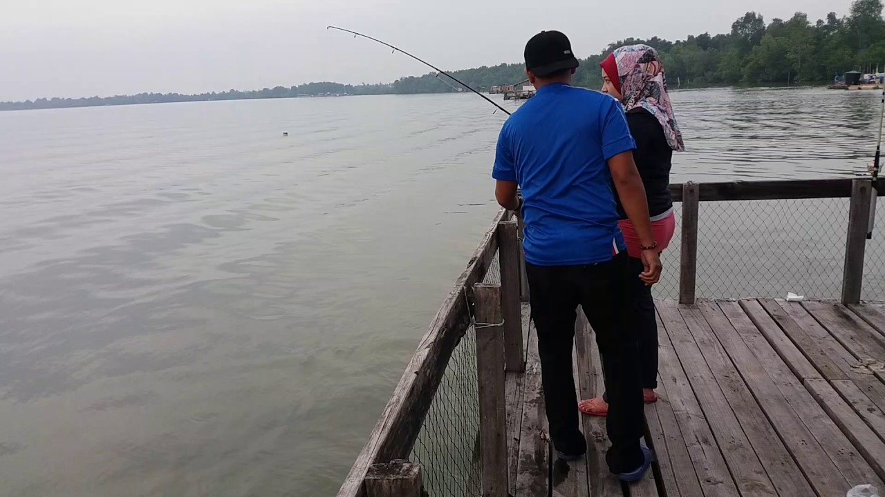 Ikan Duri Belukang 0.05kg - Kelong Jimmy, Pulau Indah - YouTube