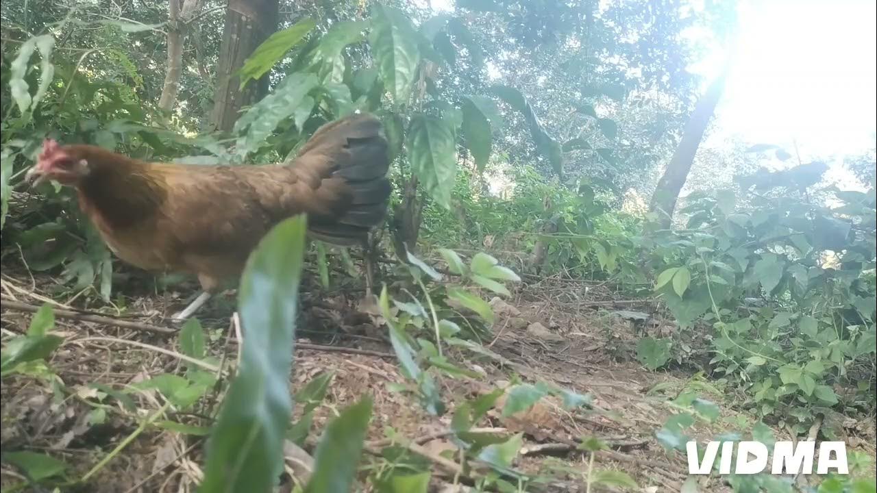 suab poj qaib see - YouTube