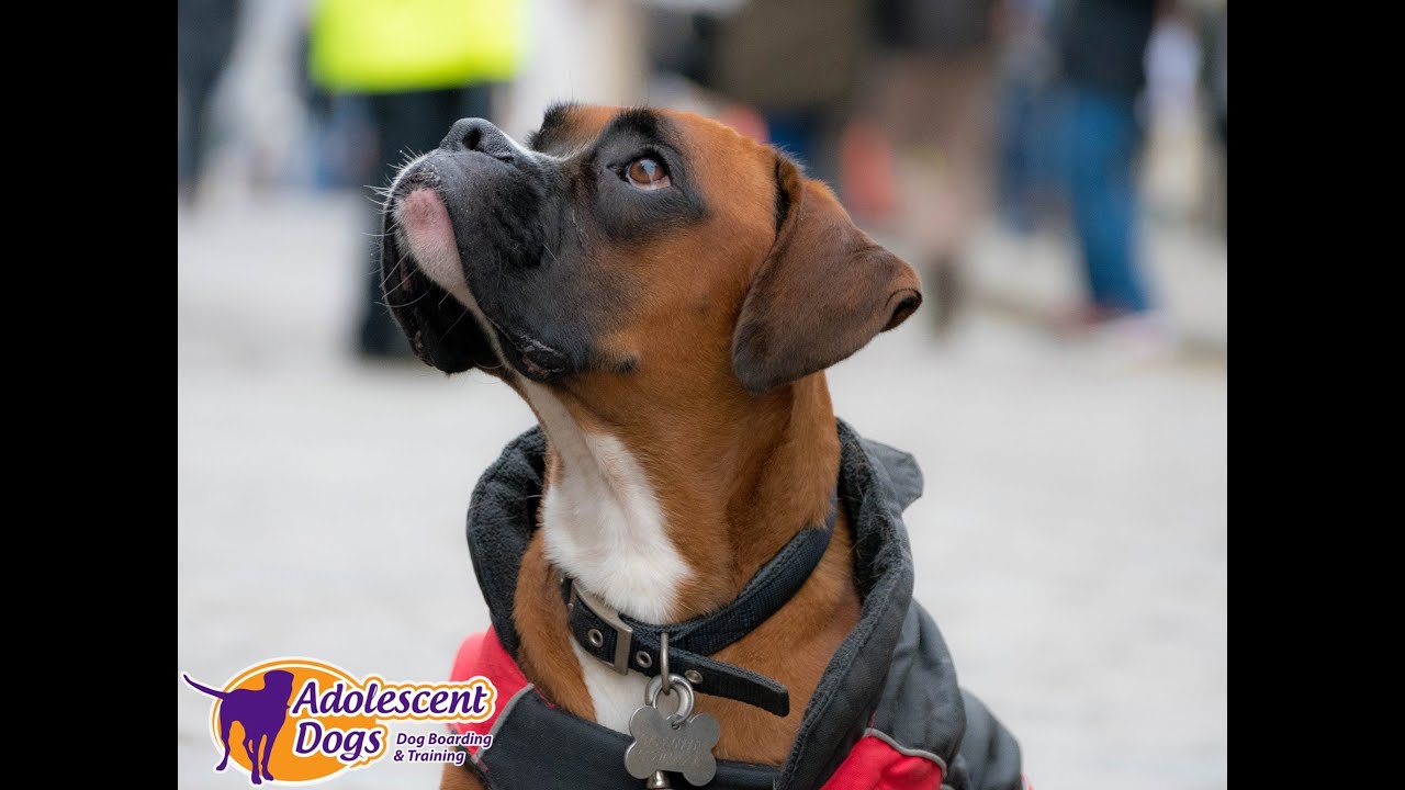 Benson - Boxer - 3 Week Residential Dog Training at Adolescent Dogs ...