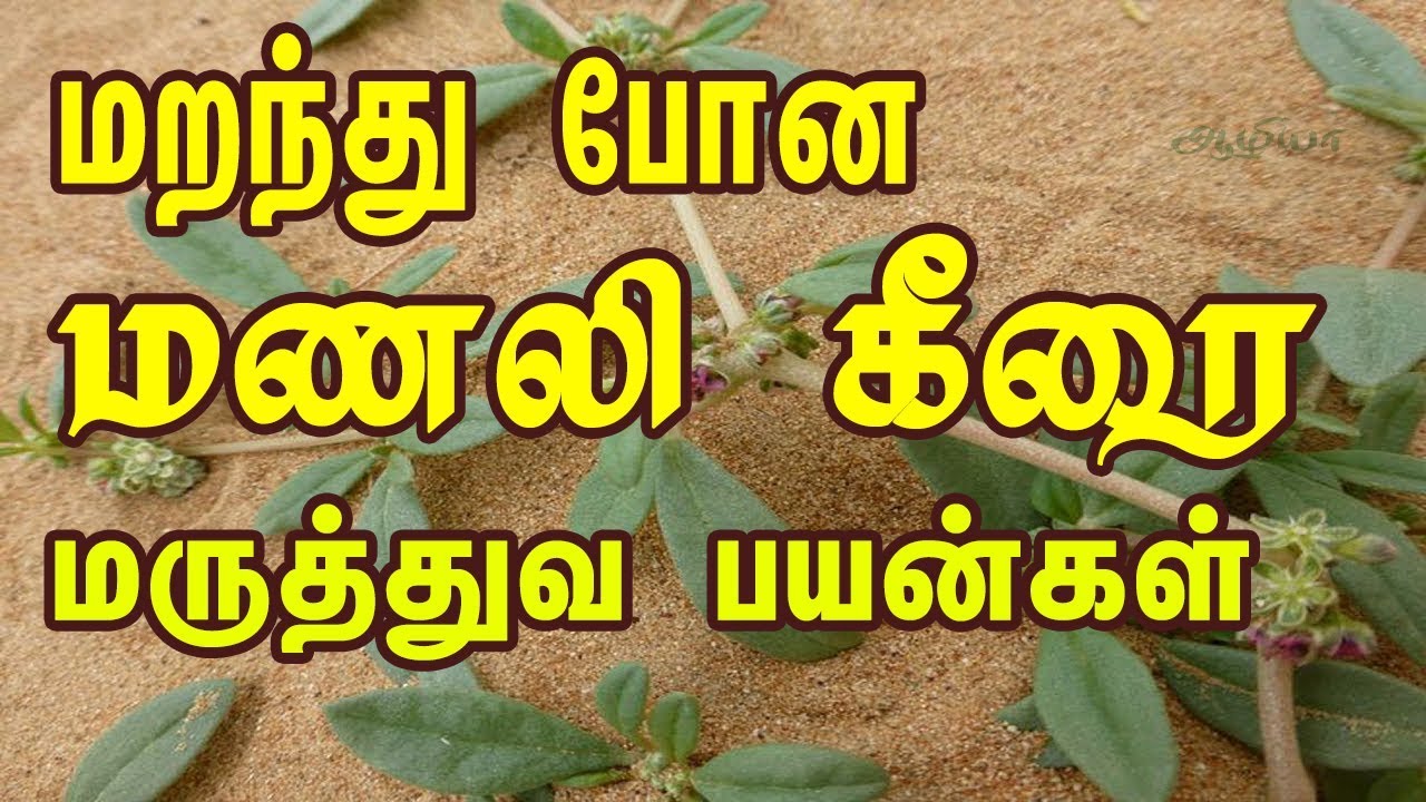 மணலி கீரை | மணலிக் கீரை | Manali Keerai in Tamil - YouTube