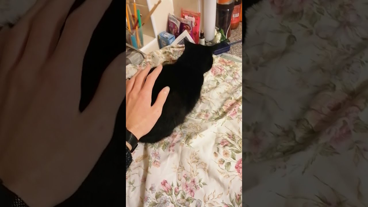 Mrrrp! Cat activation noise - YouTube