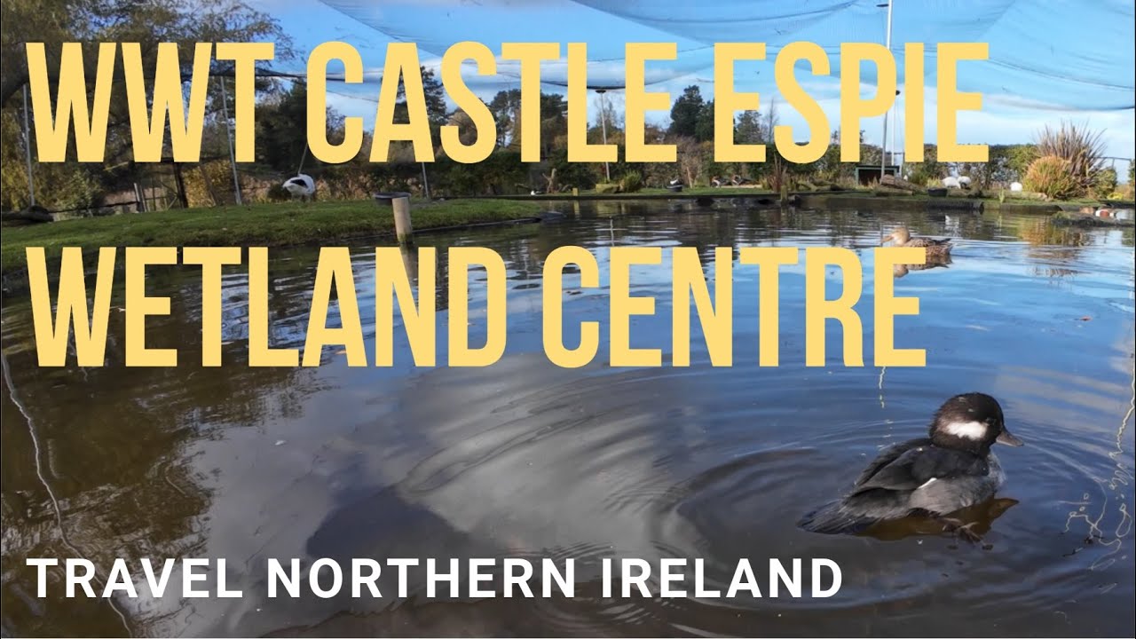 WWT Castle Espie Wetland Centre - YouTube