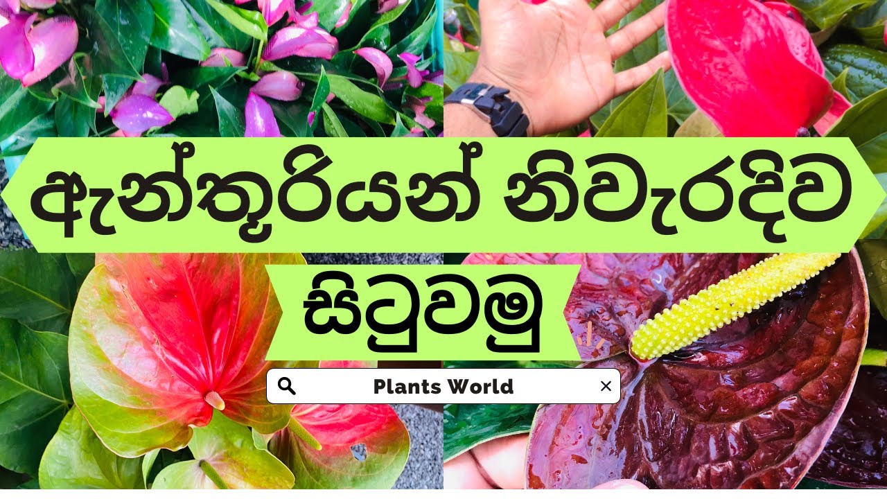 🇱🇰ඇන්තූරියම් පැල වගා කරන්නේ කෙසේද How To Grow Anthurium Plants In Sri