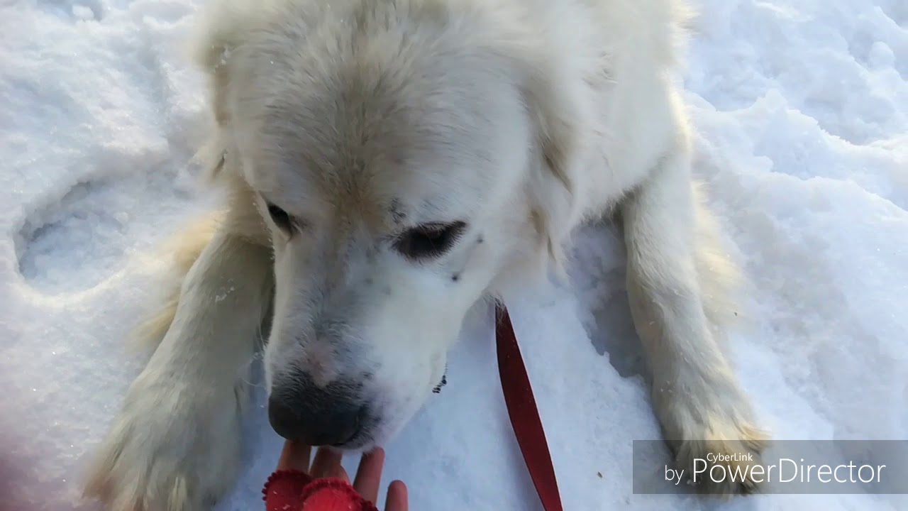 my dog aleks Enters 💖 ️💝 - YouTube