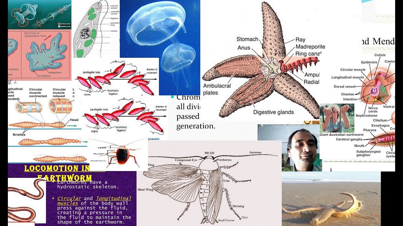 Locomotion in invertebrates 2nd year chp 16 Lecture by Ishtiaq hussain ...