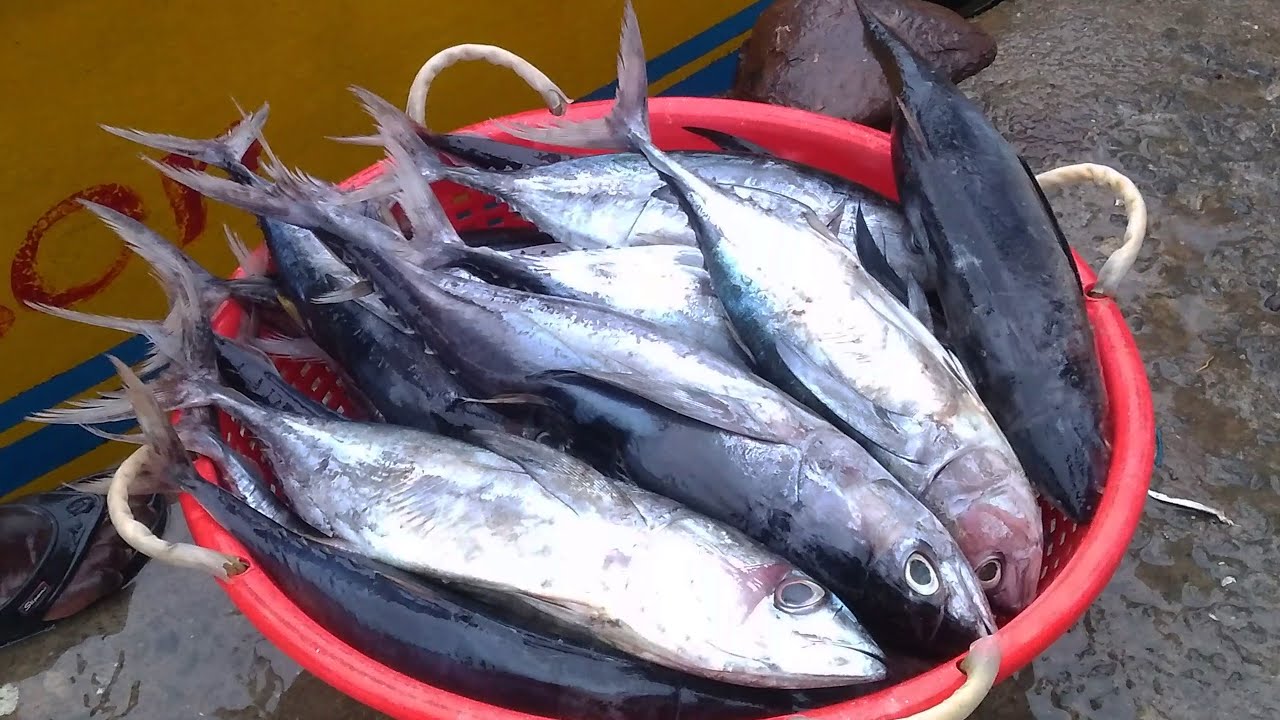 Amazing Tuna fish Auction & Cutting in Kollam fish market - YouTube