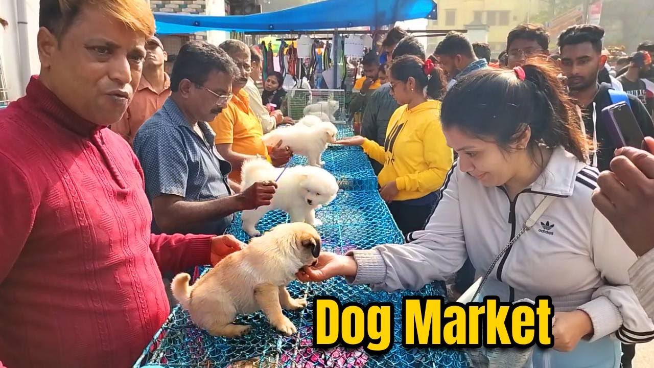Galiff Street Pet Market Kolkata | dog market in kolkata | Dog Price ...
