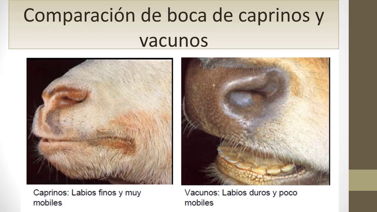 Clase 8: reproducción y manejo reproductivo en caprinos - YouTube