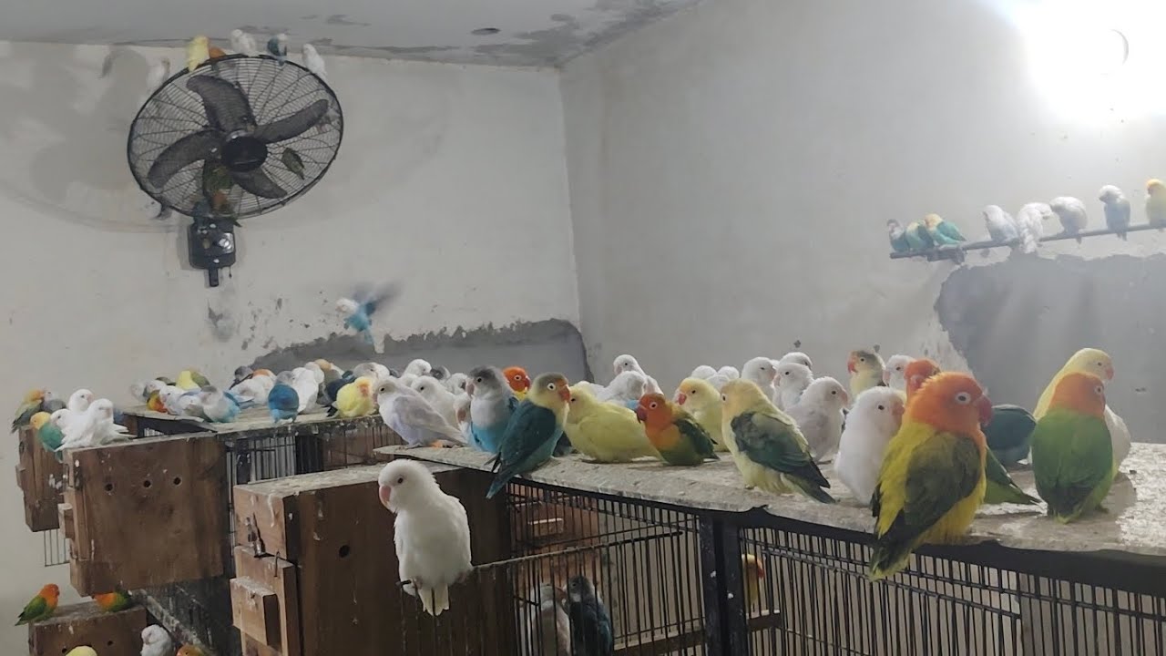 Today Love Birds 1 minute video 10-12-24#trending #birds #shortsvideo # ...