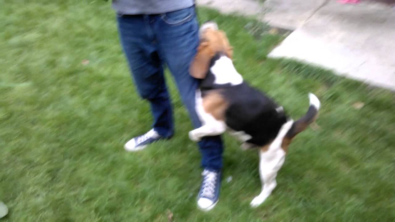 Beagle humping leg | Horny dog | 2013 - YouTube