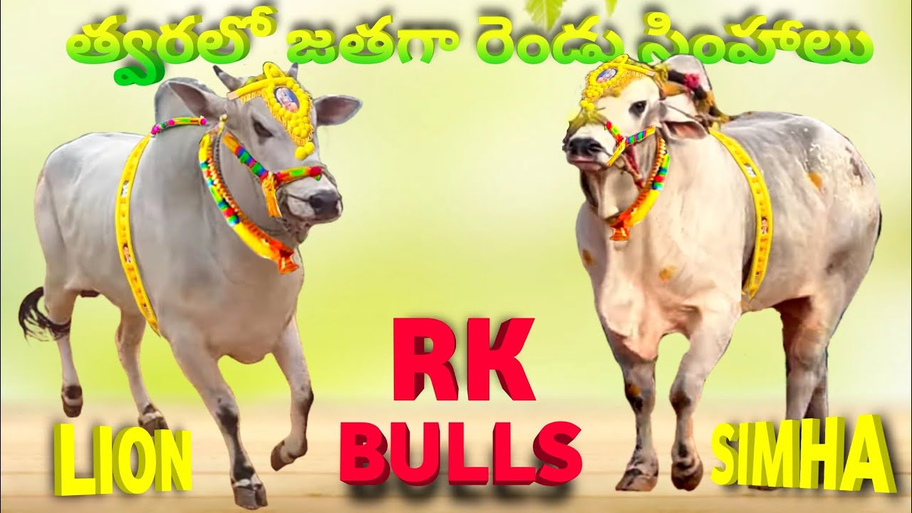 Rk bulls Vetapalem వారి సీనియర్ గిత్తలు లయన్ మరియు సింహా జతగా త్వరలో మీ ...