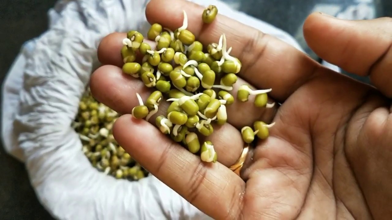 How to make sprouts at home#sprouts preparation in telugu - YouTube