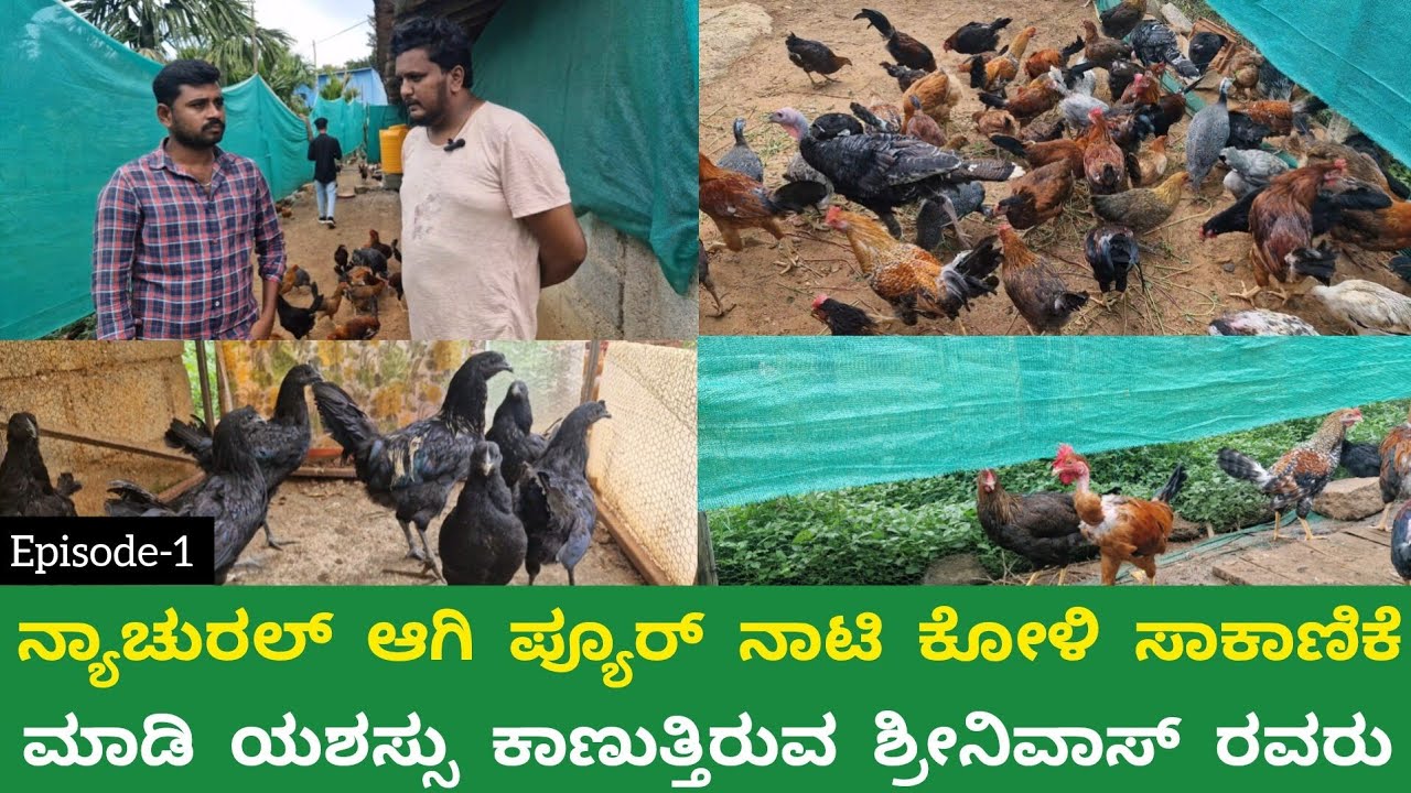 Pure nati koli farming|ನಾಟಿ ಕೋಳಿ ಸಾಕಾಣಿಕೆ|koli farm in Karnataka - YouTube