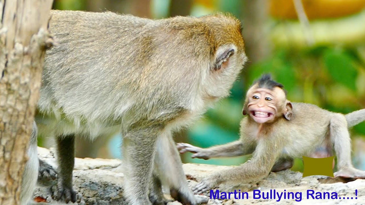 Powerful Guy Martin...Martin Isn't Feared Rana Instead He Trying To ...