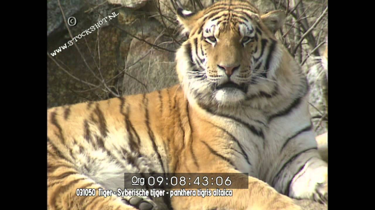 tijger - tiger - amoertijger - panthera tigris altaica - tcb 01 - YouTube