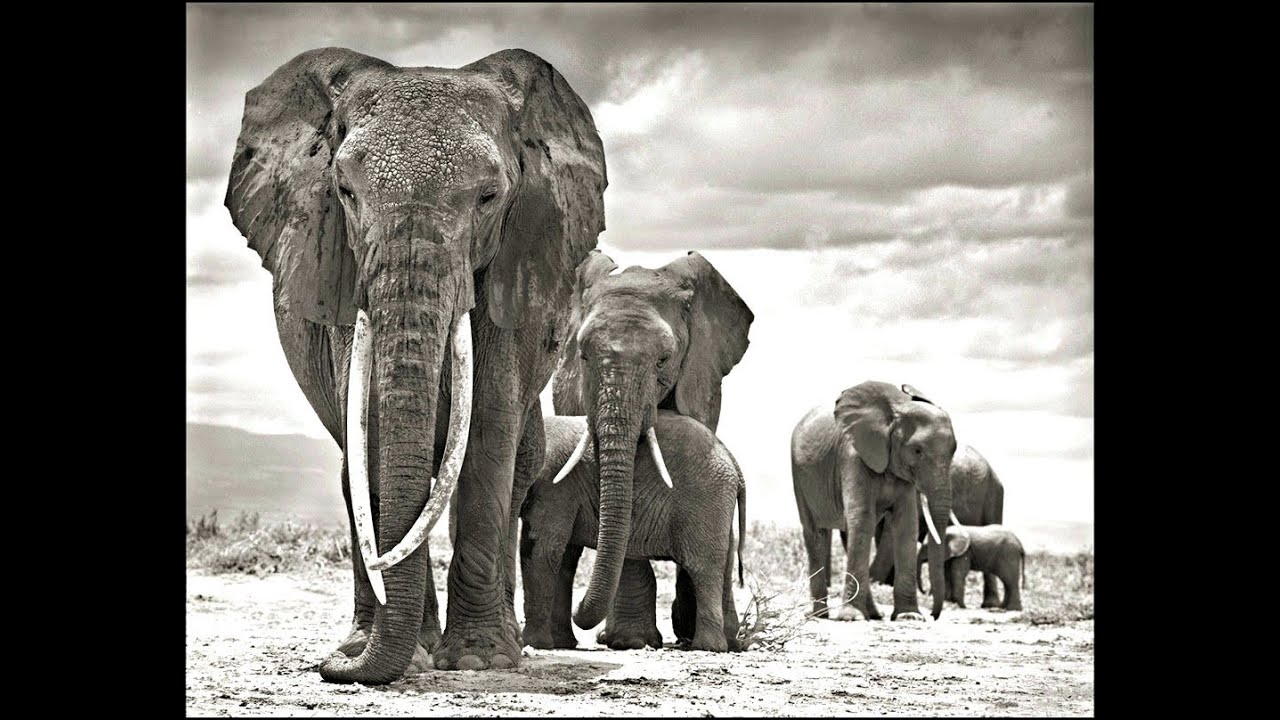 STOP IVORY TRADE & SALES! Worldwide Footage International March FOR ...