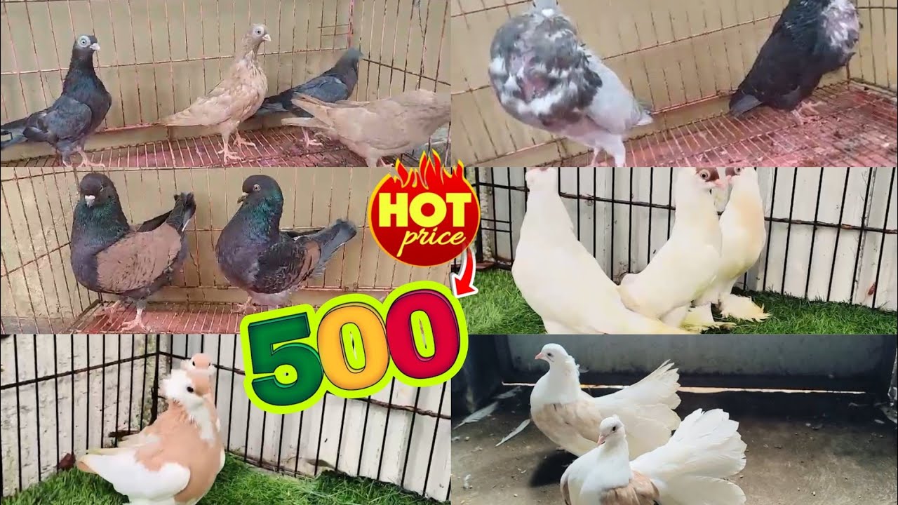 Low rate all fancy pigeons - American fantail - Shirazi kabootar ...