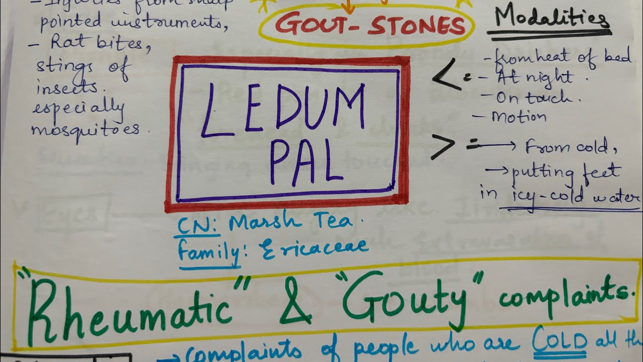 Ledum Pal for Rheumatic and Gouty complaints Homoeopathy remedy easy ...