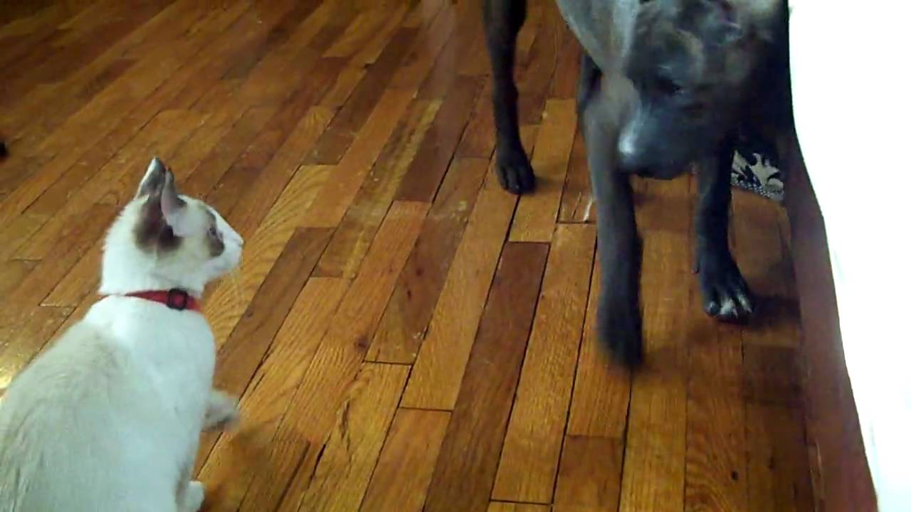 Blue Brindle Pitbull versus Siamese Cat - YouTube