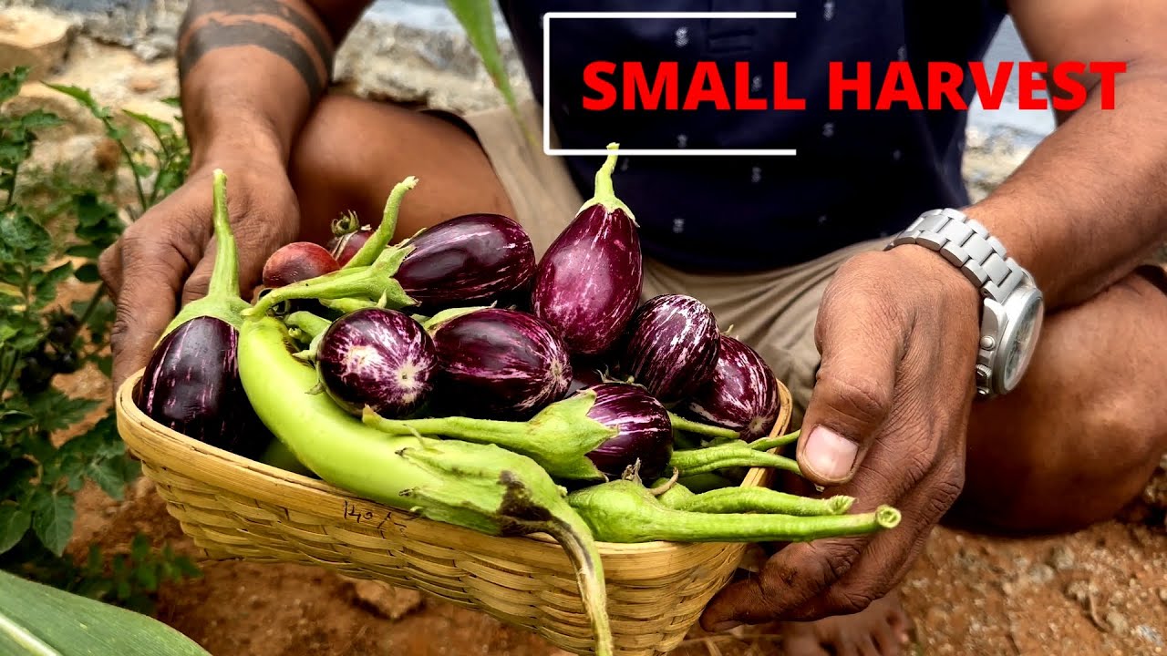 A SMALL HARVEST FROM OUR MAGICAL SPACE MAYA - SELF SUSTAINABLE LIVING ...