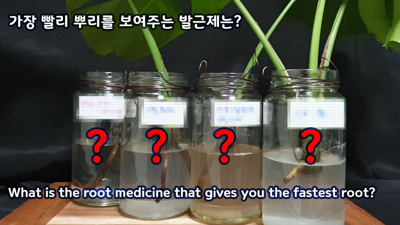 가장 빨리 뿌리를 보여주는 발근제는 What is the root medicine that gives you the ...