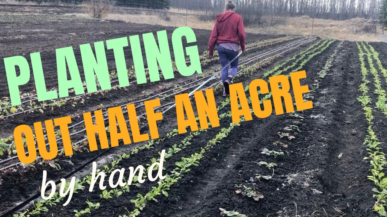 Planting Out Half An Acre By Hand - YouTube