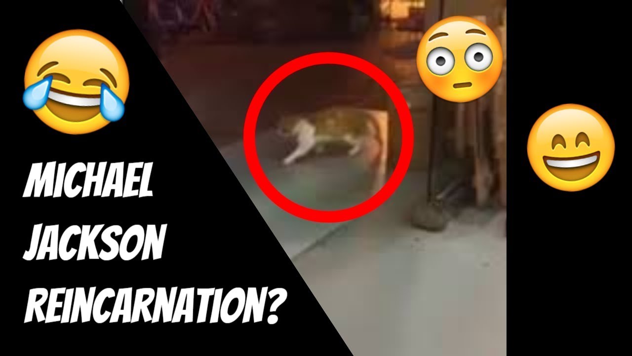 Cat Doing Real Moonwalk Meme 😲😂😱 - YouTube