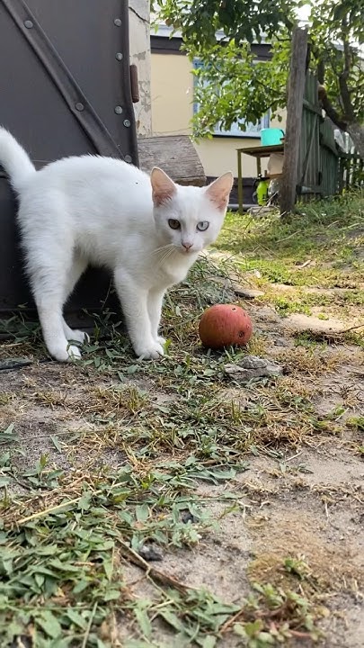 Котёнок Снежинка #cat #котенок #котята #kitten #милыйкотенок #снежинка ...