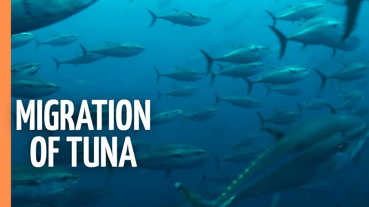 The fascinating migration of tuna - YouTube