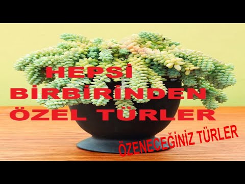 Birbirinden Güzel Kaktüs çeşitleri | sukulent çeşitleri, kaktüs çeşitleri,çiçekçi baba