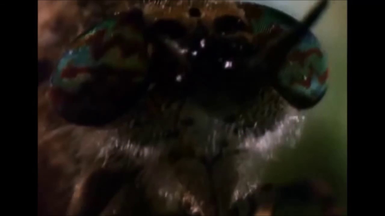 The Thebans' Reaction Of Wormy! - YouTube