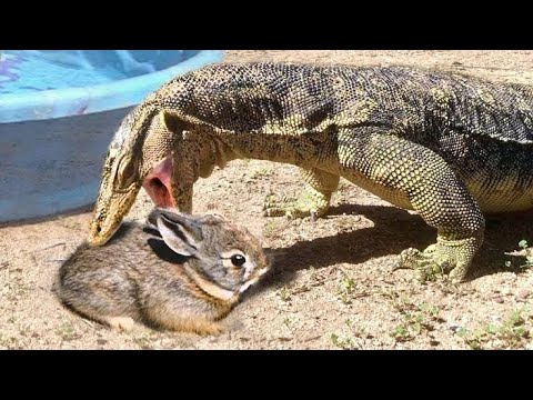 Monster Lizard vs Rabbit vs Snake vs Rabbit Fight #animal - YouTube