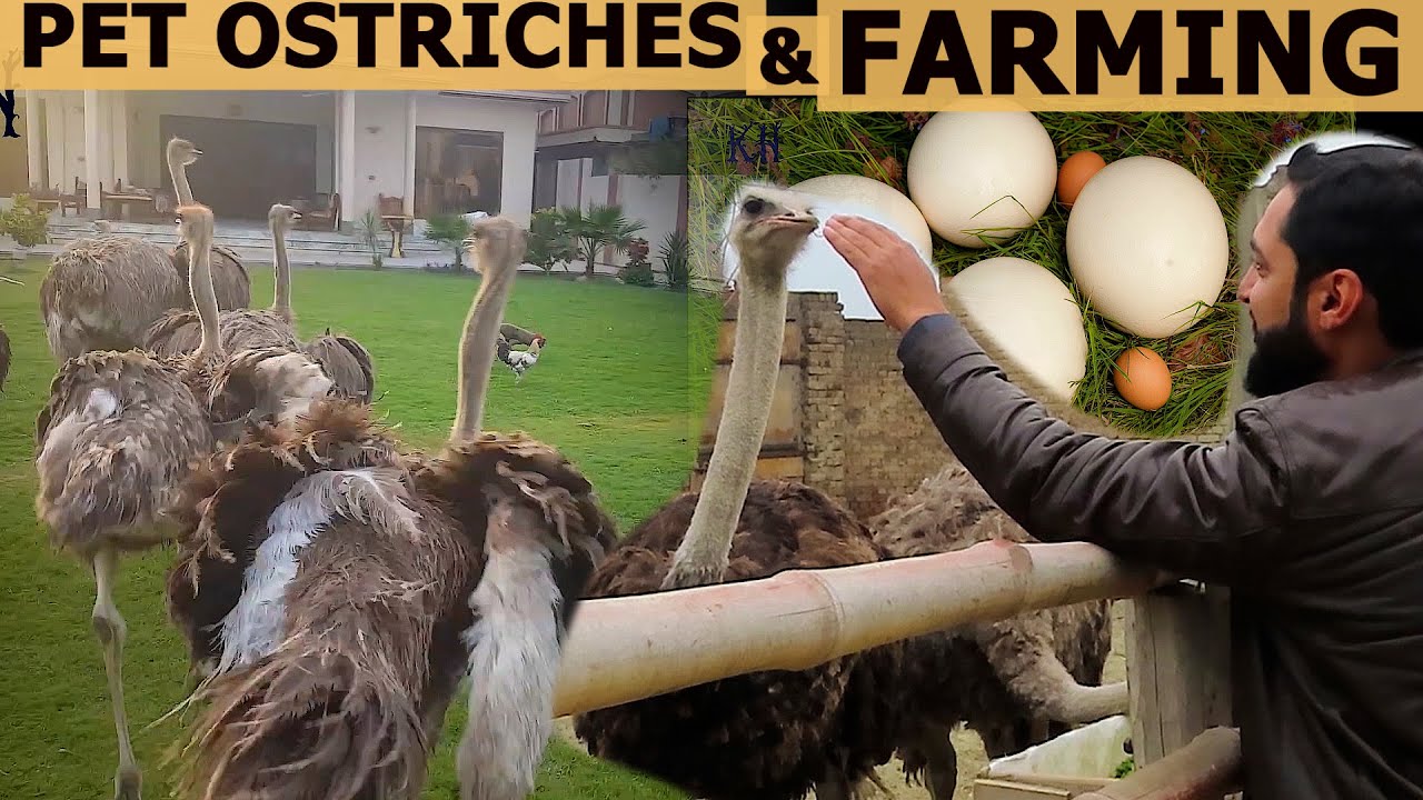 Pet Ostriches: A Success Story in Ostrich Farming | Ostrich Farming in ...