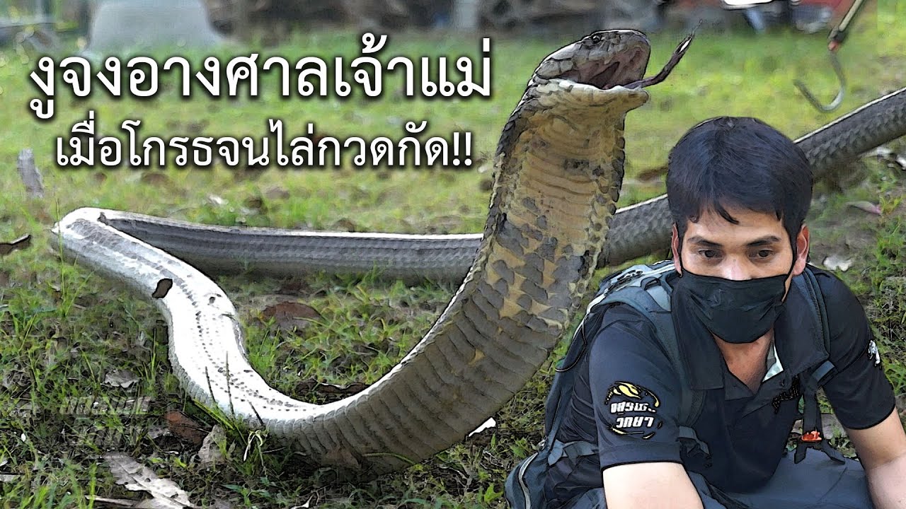 งูจงอางศาลเจ้าแม่ เมื่อโกรธจนไล่กวดกัด อสรพิษวิทยา Ep 168 Youtube