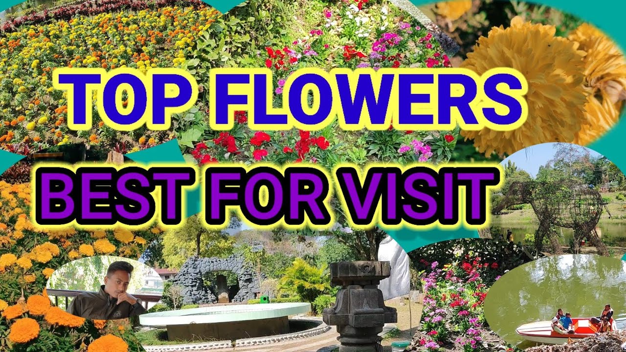 Most Top Flowers Plants In The Assam|| आसाम का सबसे खुबसुरत फुल ...