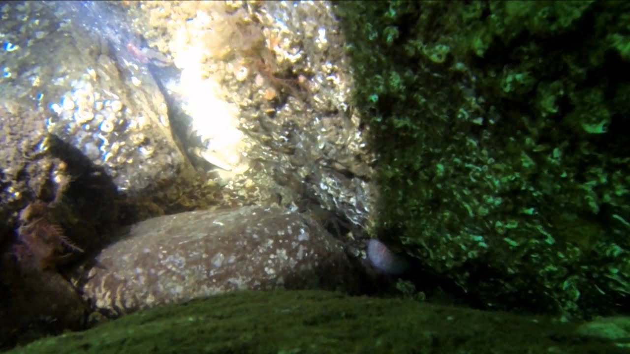 Wolfish eating a lobster - YouTube