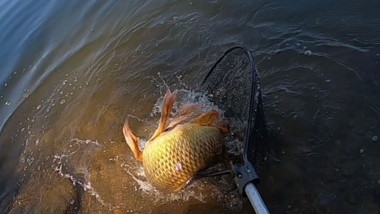 CARPA BORBOLETA !!!! butterfly carp in the potomac river. - YouTube