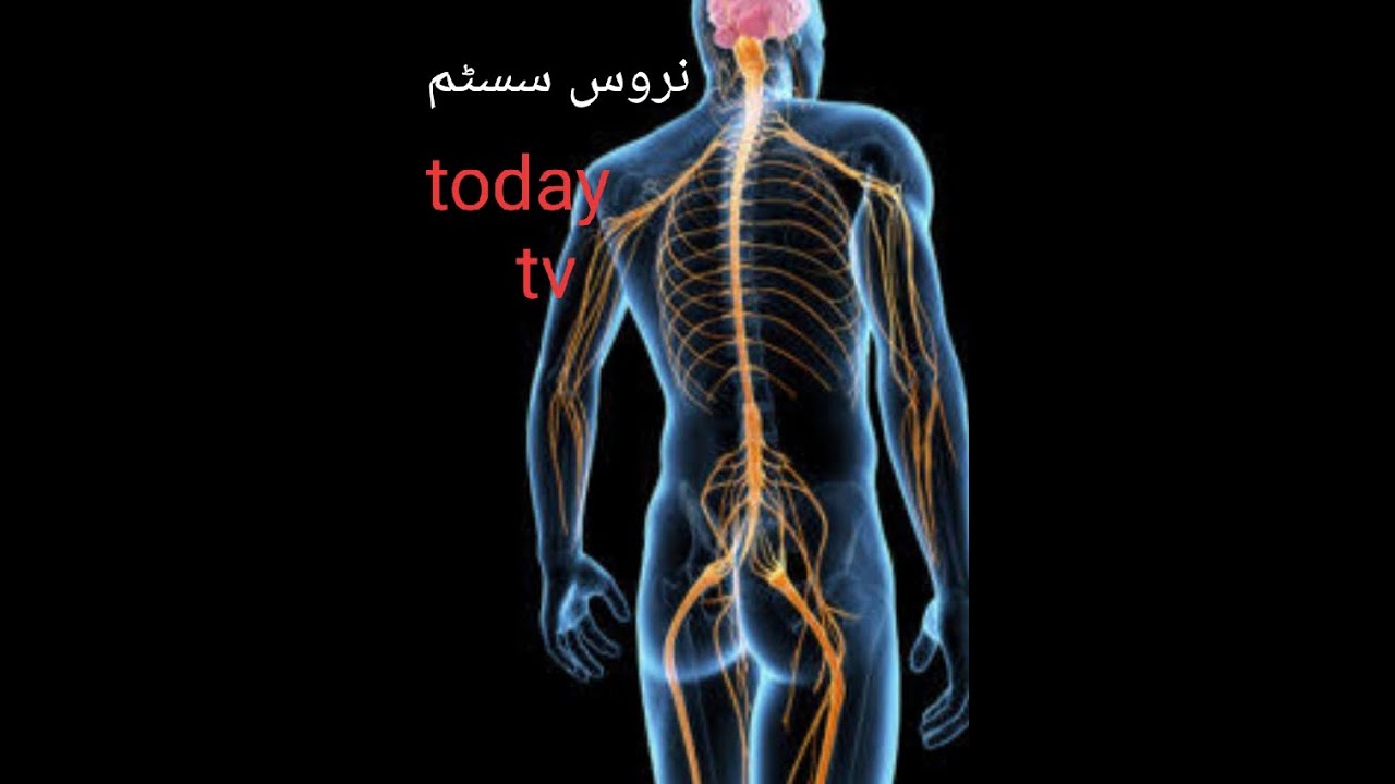 Human Nervous System Types Of Nervous System YouTube Human Nervous System Types Of Nervous System YouTube