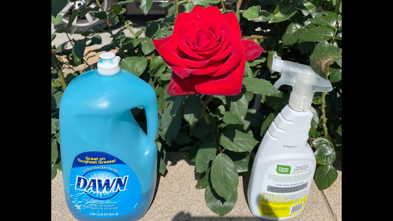 How to Cure Rose White Powder Disease with Dawn Dish Detergent - YouTube