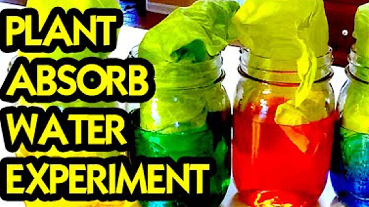 Transpiration Science Fair Project