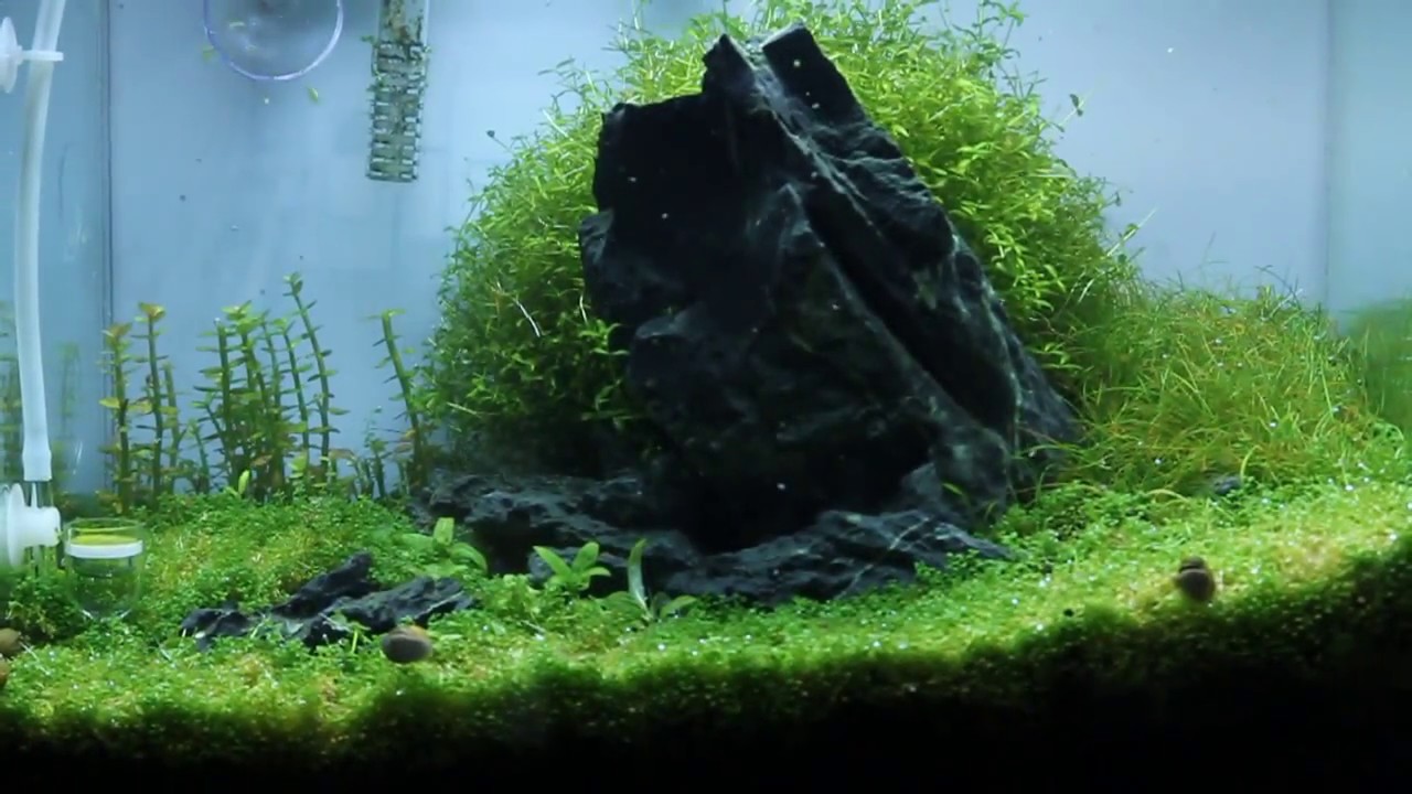 Nano Iwagumi Aquascape "Behind the Hill" ADA Mini M - Step by Step ...