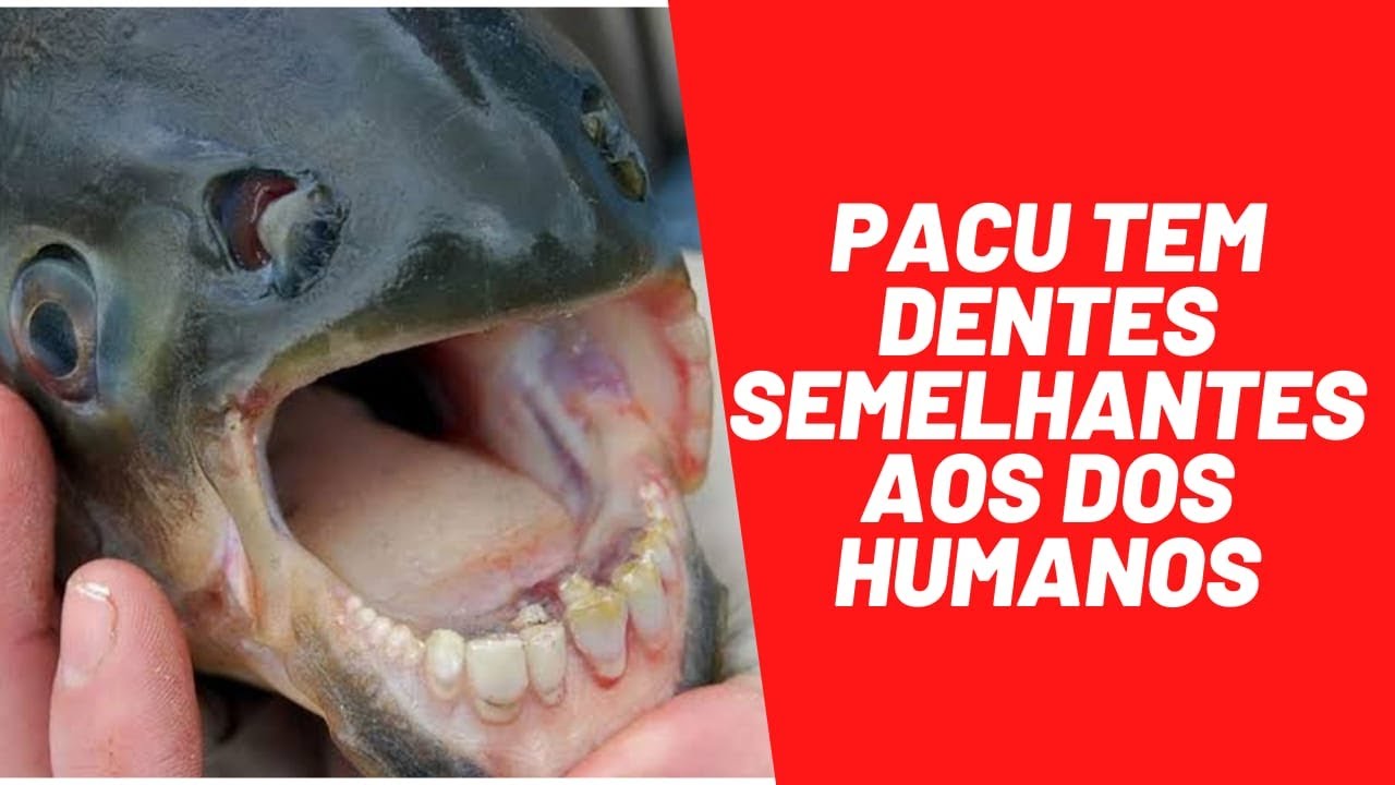 PACU TEM DENTES PARECIDOS COM OS DOS HUMANOS - YouTube